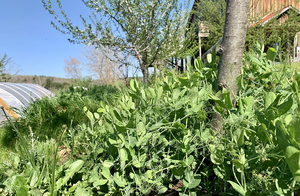 Why you should plant Austrian Winter Peas