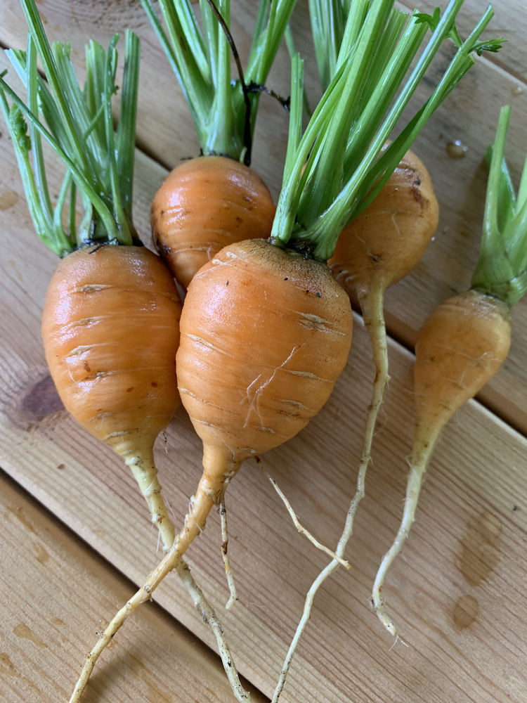 Why you should plant Parisian Carrots this summer