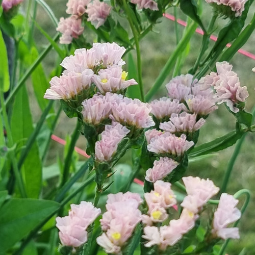 Risp 'Apricot Beauty' | FearlessFlowerFarmer