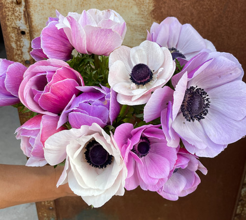 Anemon Mistral Rarity | FearlessFlowerFarmer