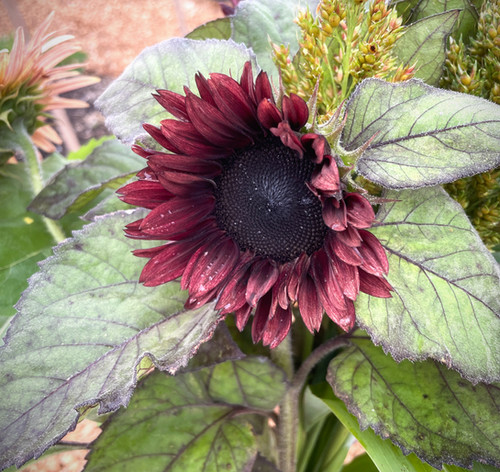 Solros Pro Cut Red | FearlessFlowerFarmer