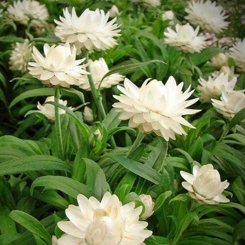 Eternell 'King Size Creamy White' | FearlessFlowerFarmer