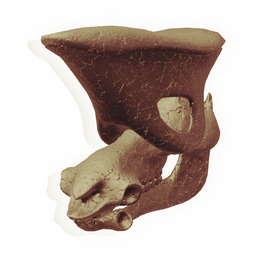 Flathead Skull | NoMan'sSky Resources