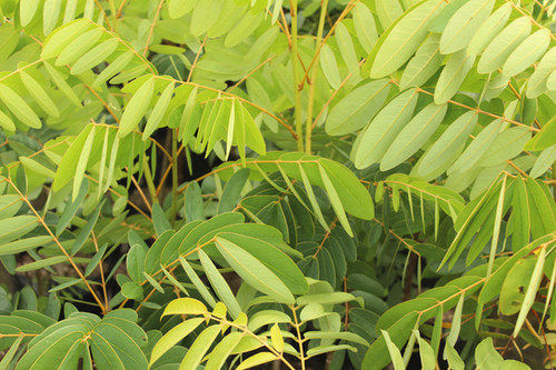 Alcaparro Gigante (Senna pistaciifolia) | Plantas La Trinidad