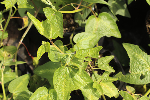 Passiflora capsularis | Plantas La Trinidad