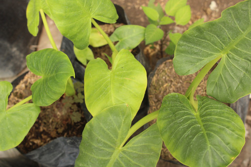 Bore verde | Plantas La Trinidad