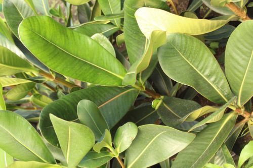 Chagualo | Plantas La Trinidad