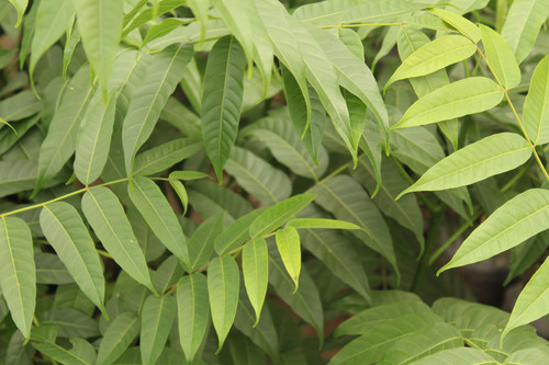 Cedro de montaña | Plantas La Trinidad
