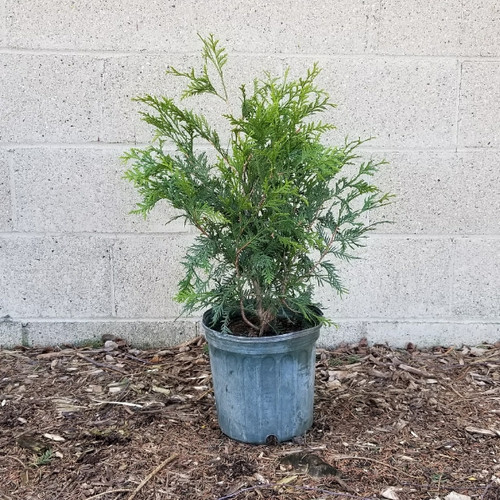 POTTED White Cedar Techny Arbor (2 Gal pot) | RiceSWCD