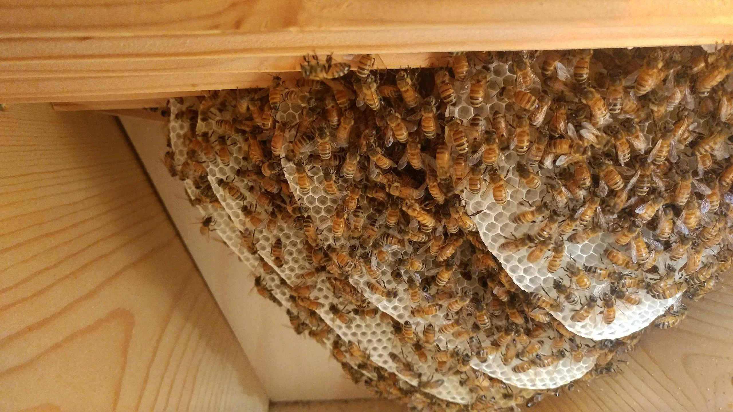 Hive Types and Plans | Roe Valley Beekeeper