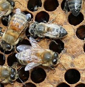 Bee Diseases - Adult And Brood | Roe Valley Beekeepers | Northern Ireland