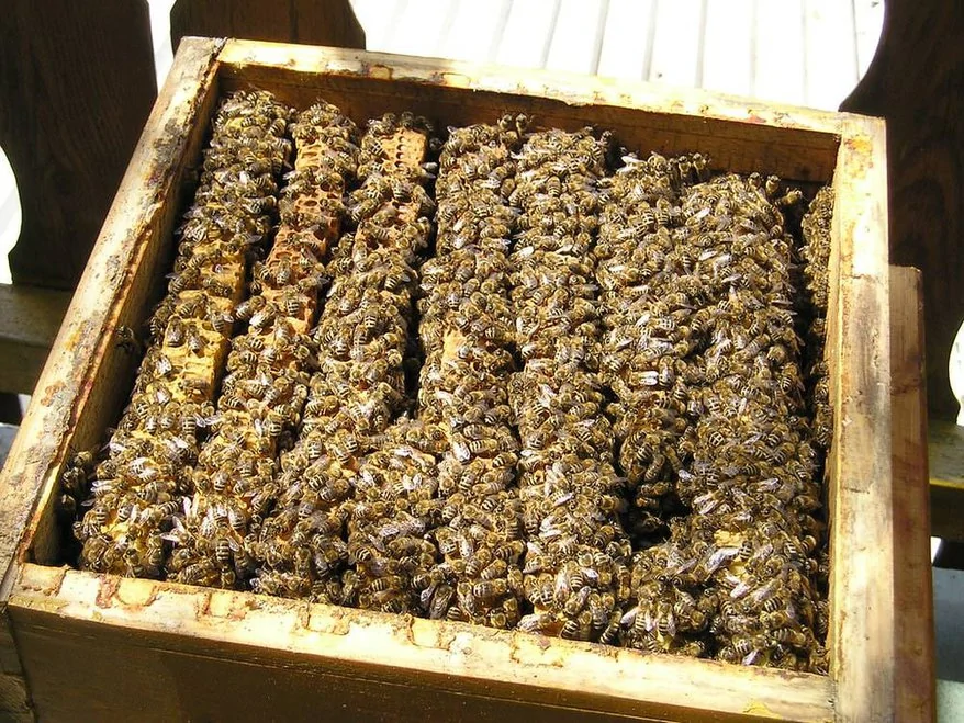 Hive Types and Plans | Roe Valley Beekeeper