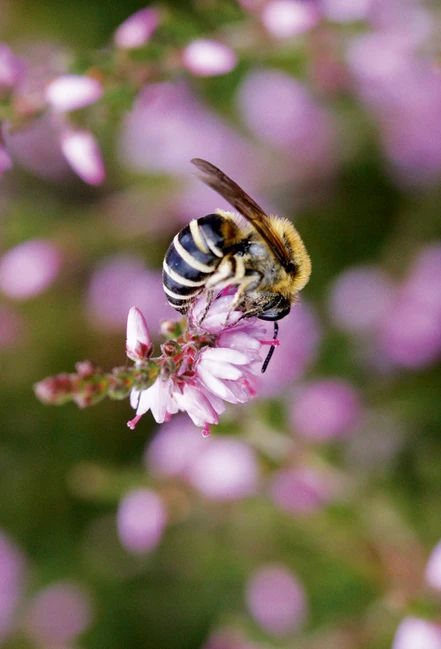 Bee Behaviour | Roe Valley Beekeepers | Northern Ireland