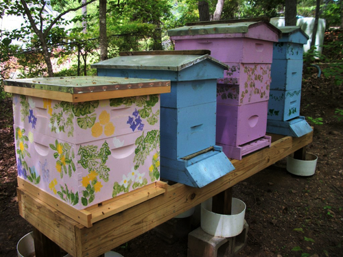 Apiary Site And Design | Roe Valley Beekeepers | Northern Ireland