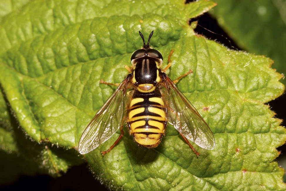 Bee Behaviour | Roe Valley Beekeepers | Northern Ireland