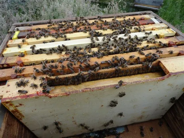 Feeding Bees | Roe Valley Beekeeper