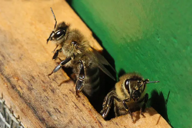 Bee Behaviour | Roe Valley Beekeepers | Northern Ireland