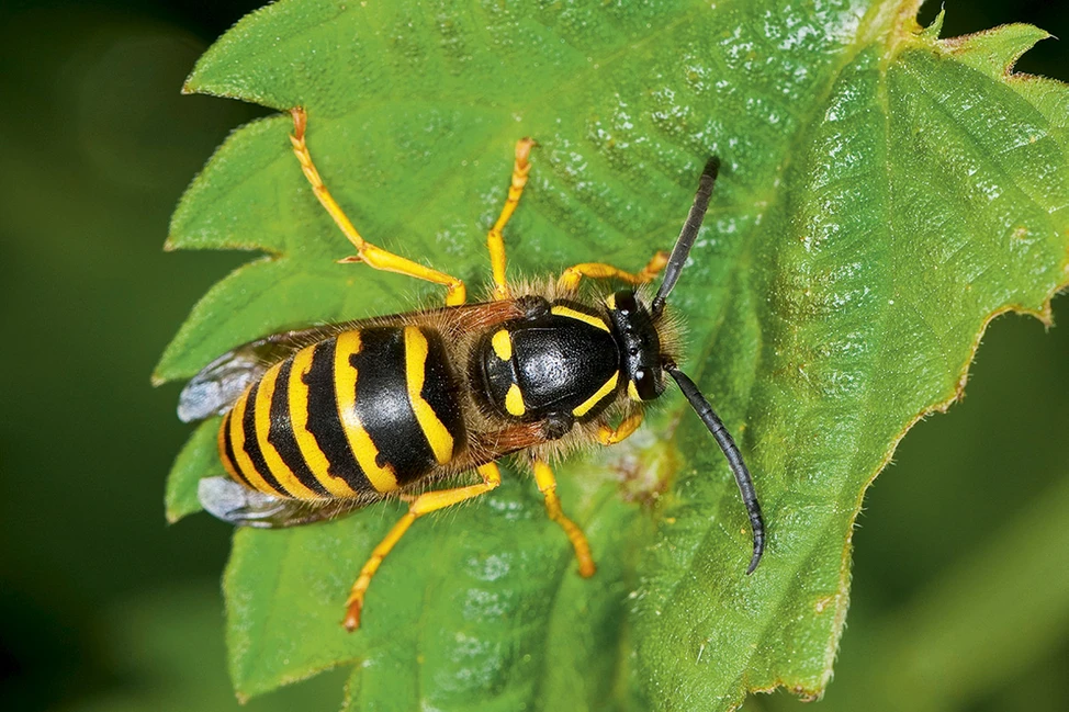 Bee Behaviour | Roe Valley Beekeepers | Northern Ireland