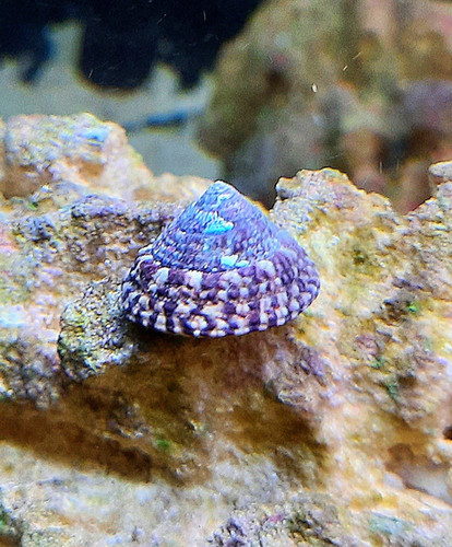 Red Trochus Snails | Blue Hook Aquatics