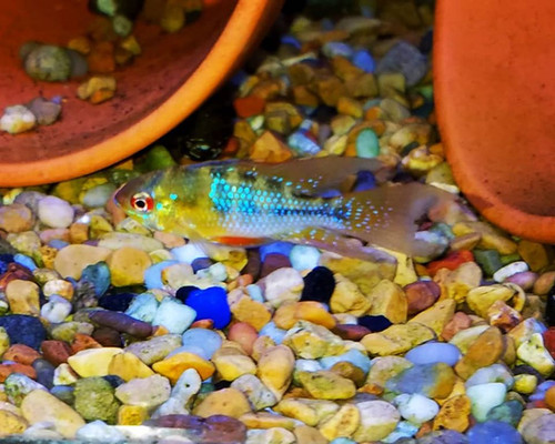Longfin German Blue Rams 2"+ | Blue Hook Aquatics