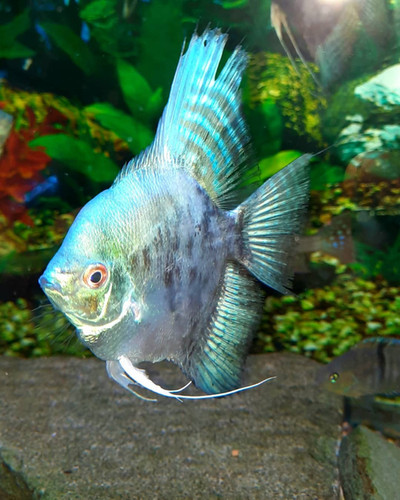 Blue Marble Angel 3" body size | Blue Hook Aquatics