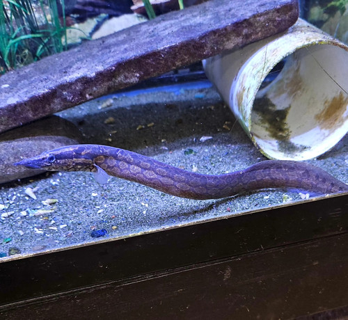 Tire track Eel 9-10" | Blue Hook Aquatics