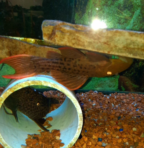 Red Fin Cactus Pleco L024 5-6" | Blue Hook Aquatics