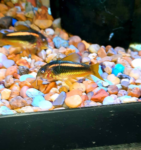 Orange Laser Cory .75-1" | Blue Hook Aquatics