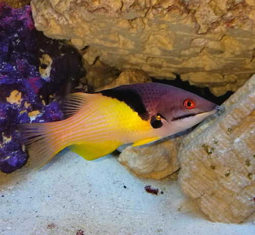 Eclipse Hogfish 3"+ | Blue Hook Aquatics