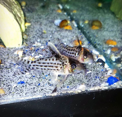 Corydoras sodalis 2"+ | Blue Hook Aquatics