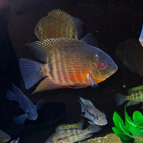 Heros liberifer 4.5-5" | Blue Hook Aquatics