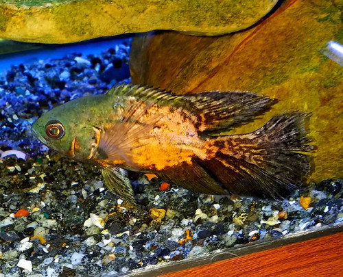 Longfin Oscar 4.5-5"+ | Blue Hook Aquatics