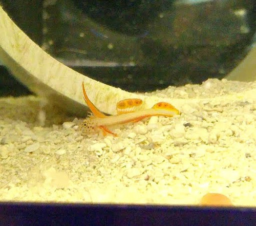 Red Spike Fin Goby .5"+ | Blue Hook Aquatics