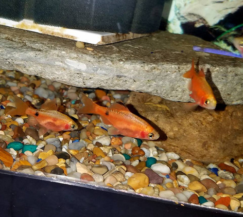 Red Glass Barb 2"+ | Blue Hook Aquatics