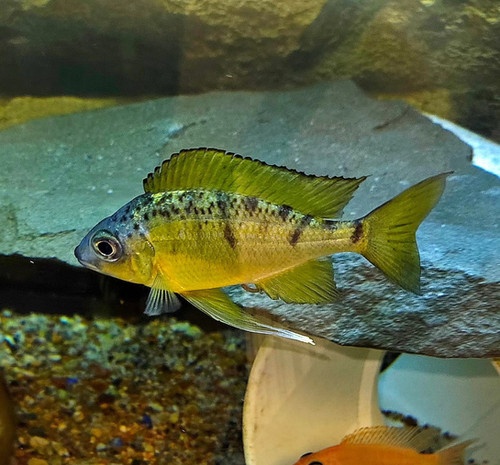 Opthalmotilapia tiger Nasuta F1 | Blue Hook Aquatics