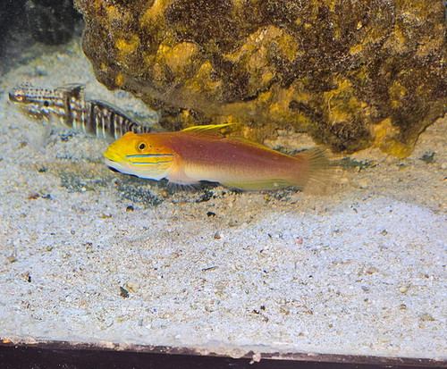 Bella Sleeper Goby 4"+ | Blue Hook Aquatics