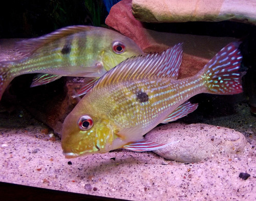 Geoph. dicrozoster 2.5-3" | Blue Hook Aquatics