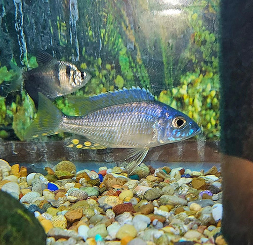 Aulonocara Rostratum RARE! | Blue Hook Aquatics