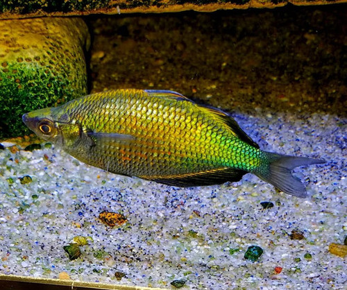 Emerald Rainbowfish 3" Pairs | Blue Hook Aquatics