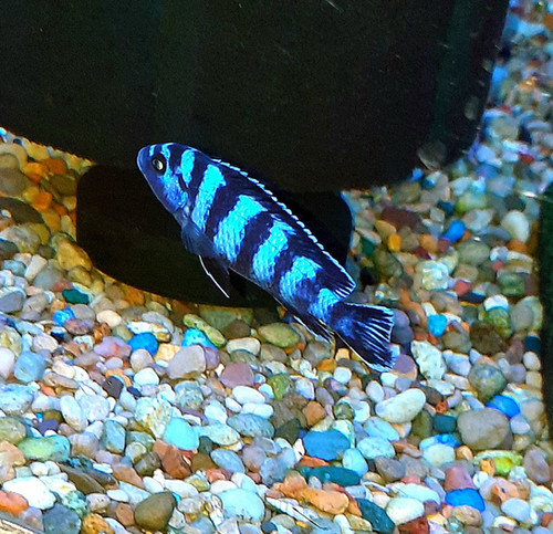 Demasoni | Blue Hook Aquatics
