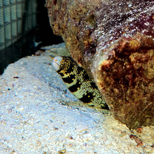 Snowflake Moray Eel 11" | Blue Hook Aquatics