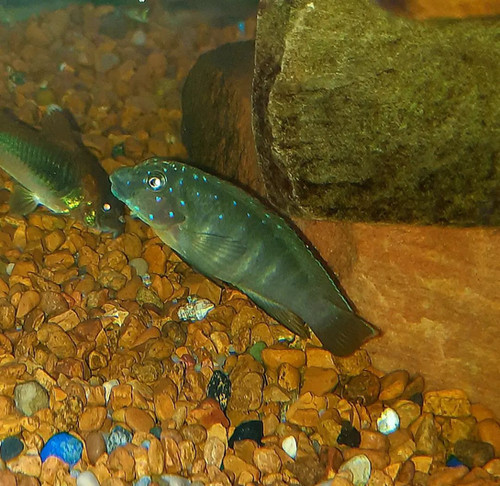 Eretmodus cyan. Congo | Blue Hook Aquatics