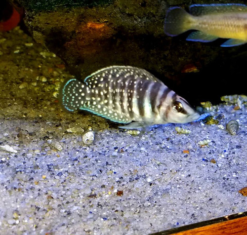 White Calvus | Blue Hook Aquatics