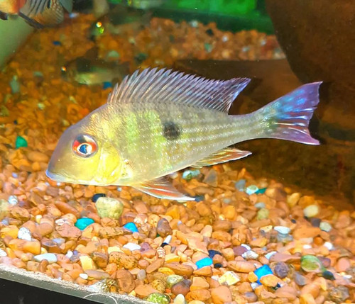 Geoph. Surinamensis 2.5-2.75" | Blue Hook Aquatics