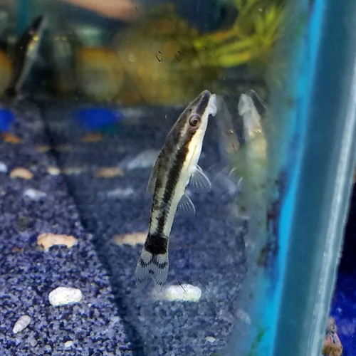 Dwarf Otocinclus ~1" | Blue Hook Aquatics
