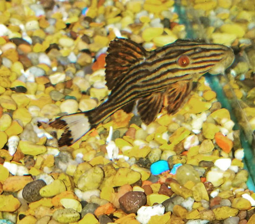 Xingu Royal Pleco L27 3" | Blue Hook Aquatics