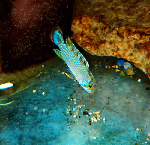 Apisto. panduro pair .5-.75" | Blue Hook Aquatics