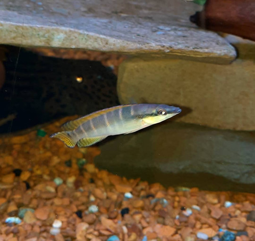 Green dwarf pike 2-2.25" | Blue Hook Aquatics