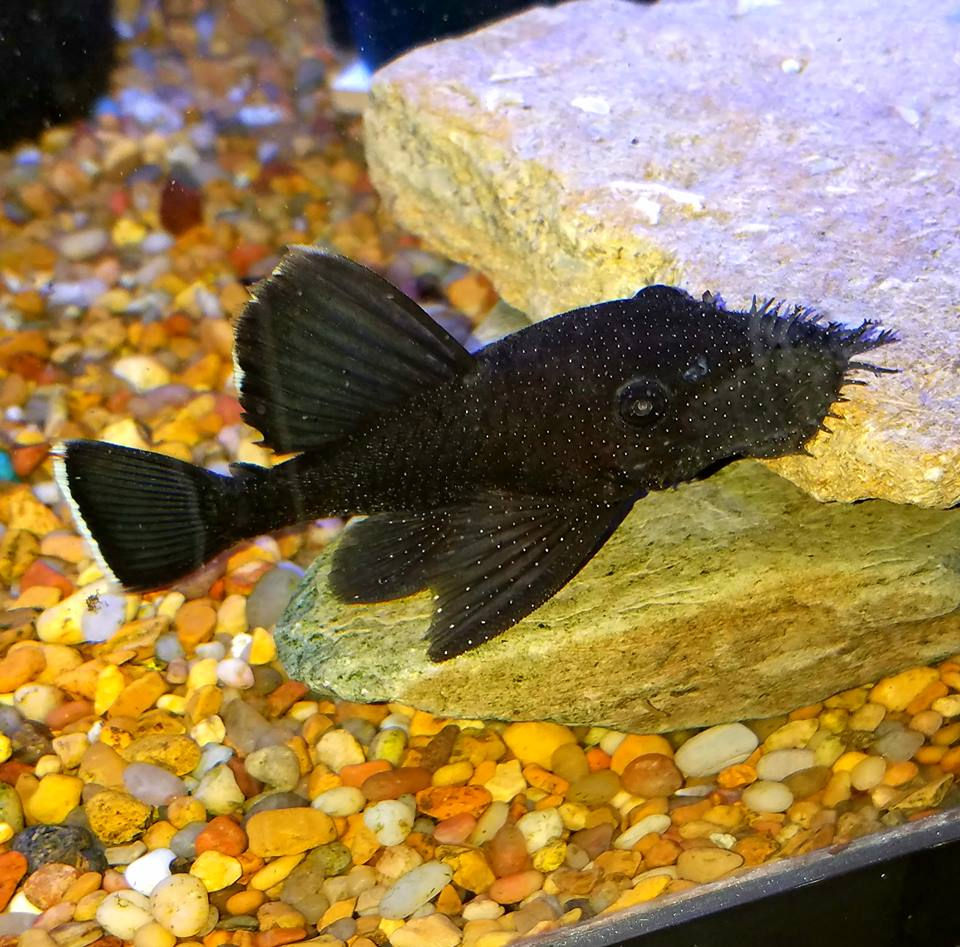 Catfish/Pleco | Blue Hook Aquatics 2/3