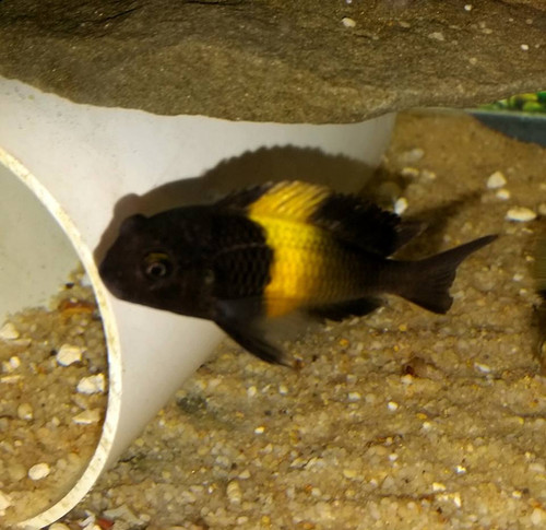 Tropheus Ikola Kaiser | Blue Hook Aquatics